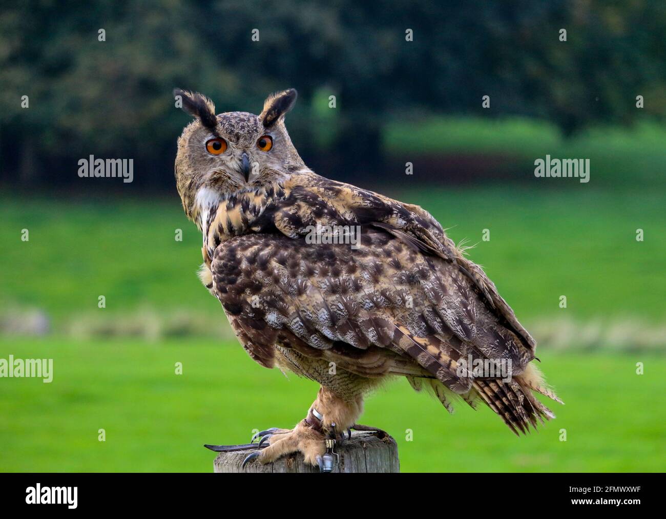 European Eagle Owl perched on a wood log Stock Photo - Alamy