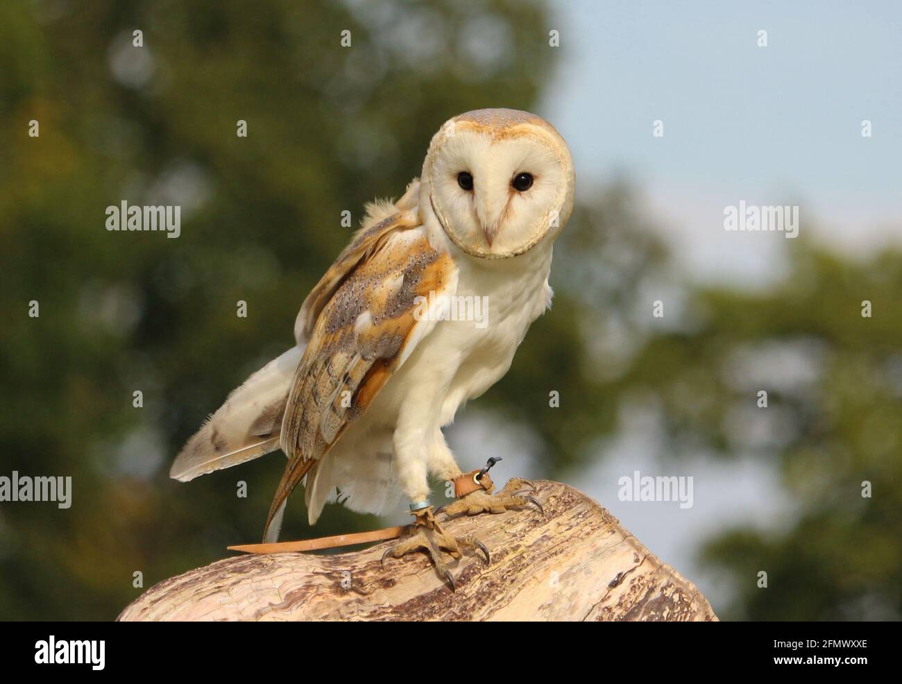 The Barn Owl Stock Photo - Alamy