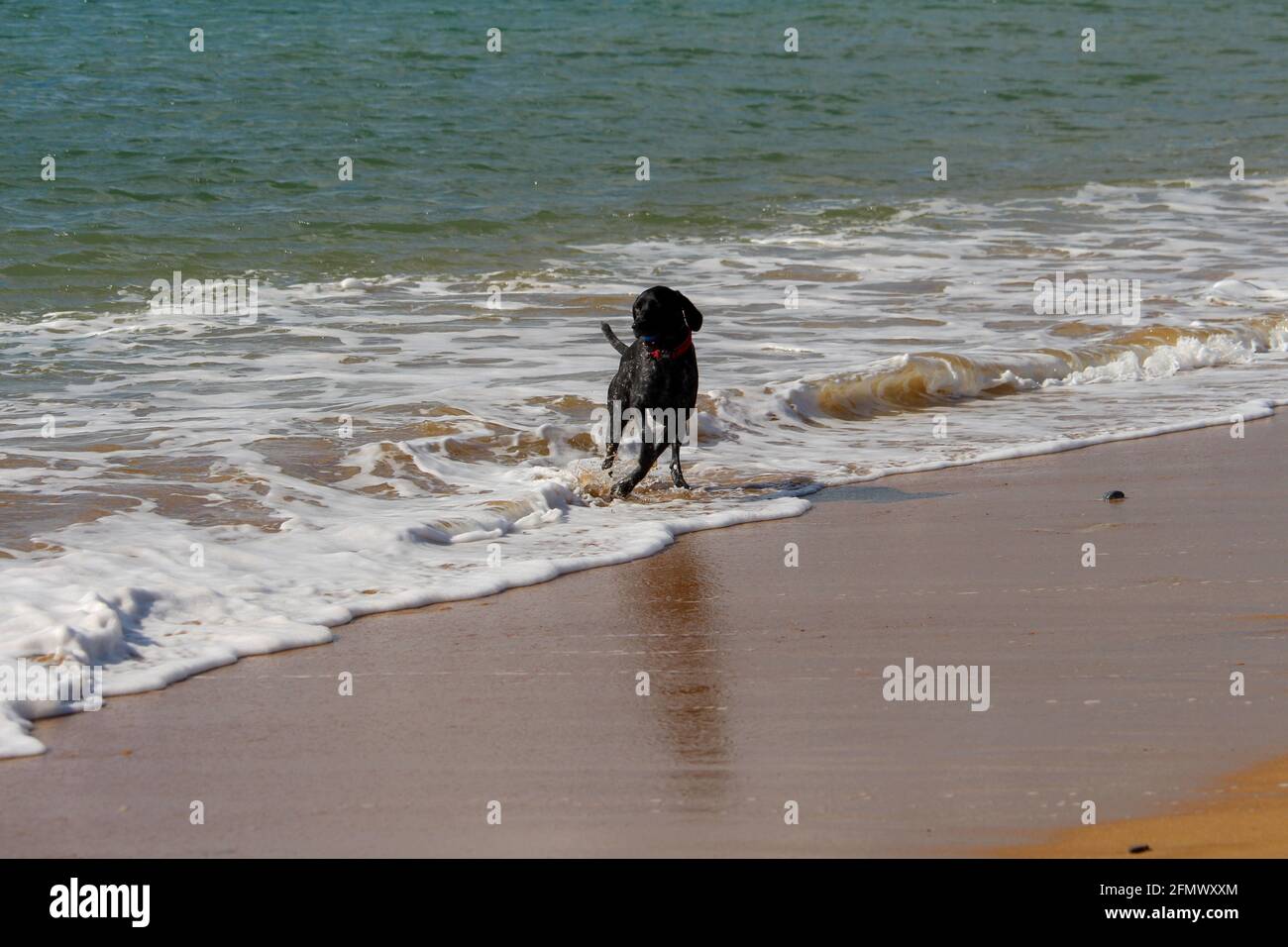 Dog on beach sunny hi-res stock photography and images - Alamy