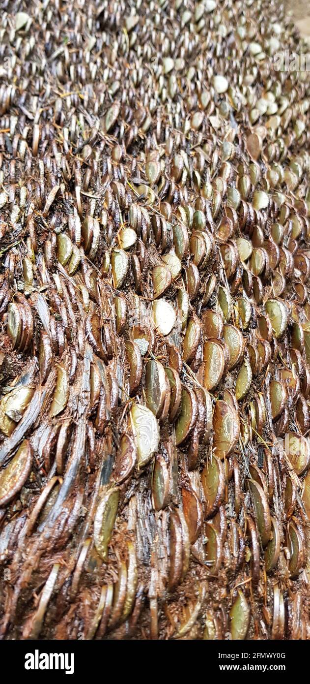 Put a tree hi-res stock photography and images - Alamy