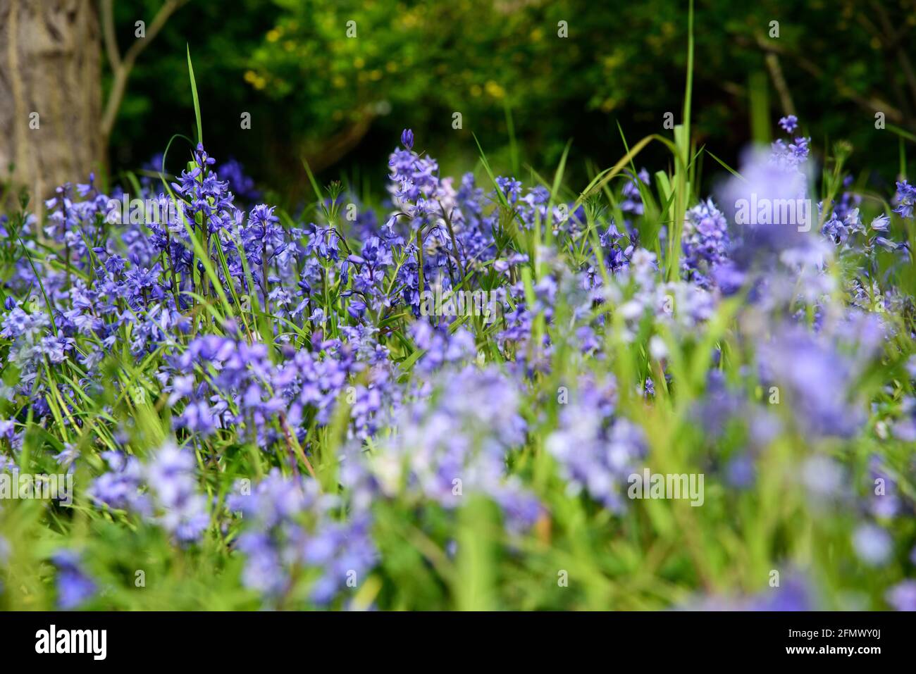 Irish wild flowers hi-res stock photography and images - Alamy