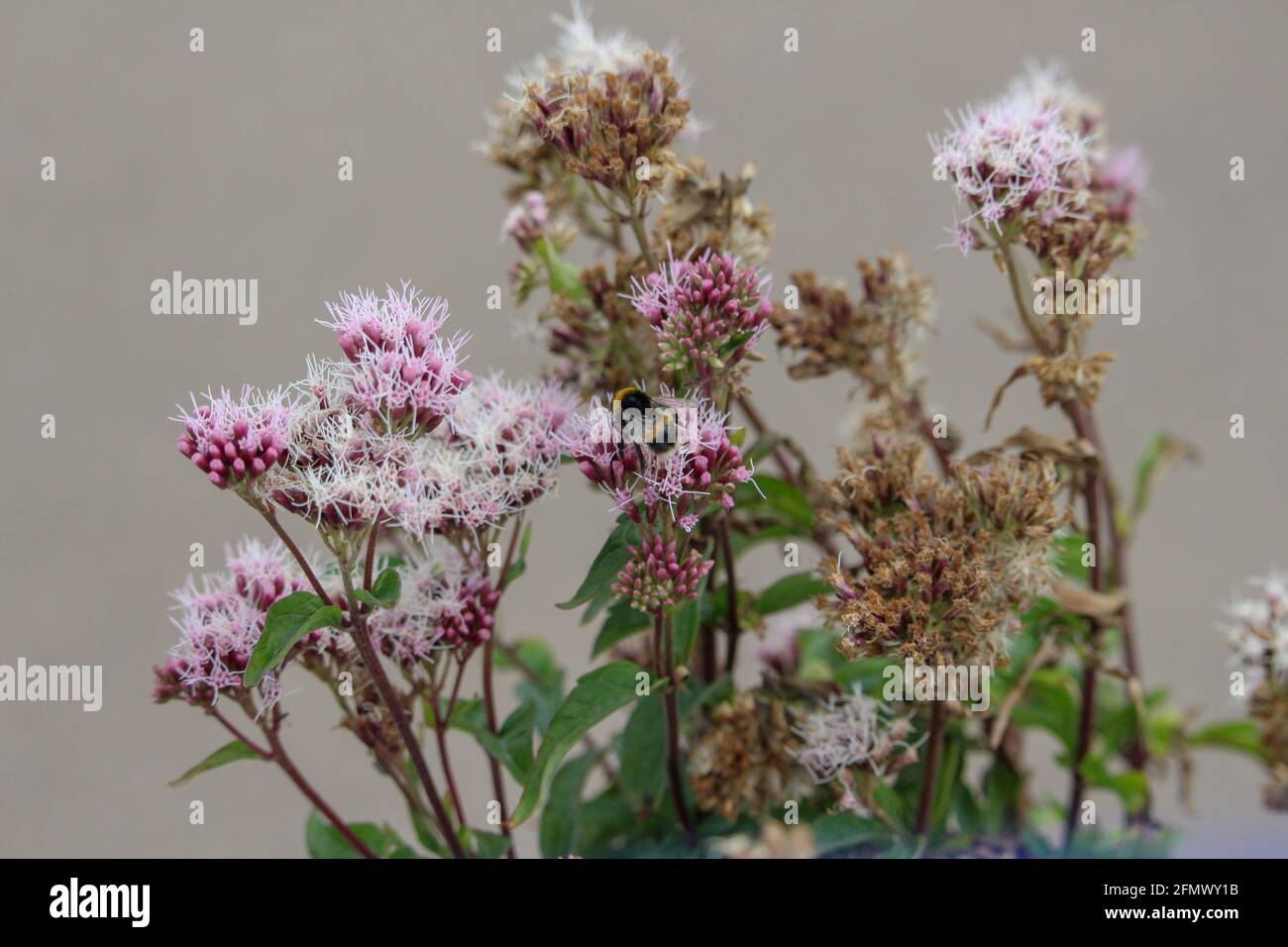 Bee pollen basket in hive hi-res stock photography and images - Alamy