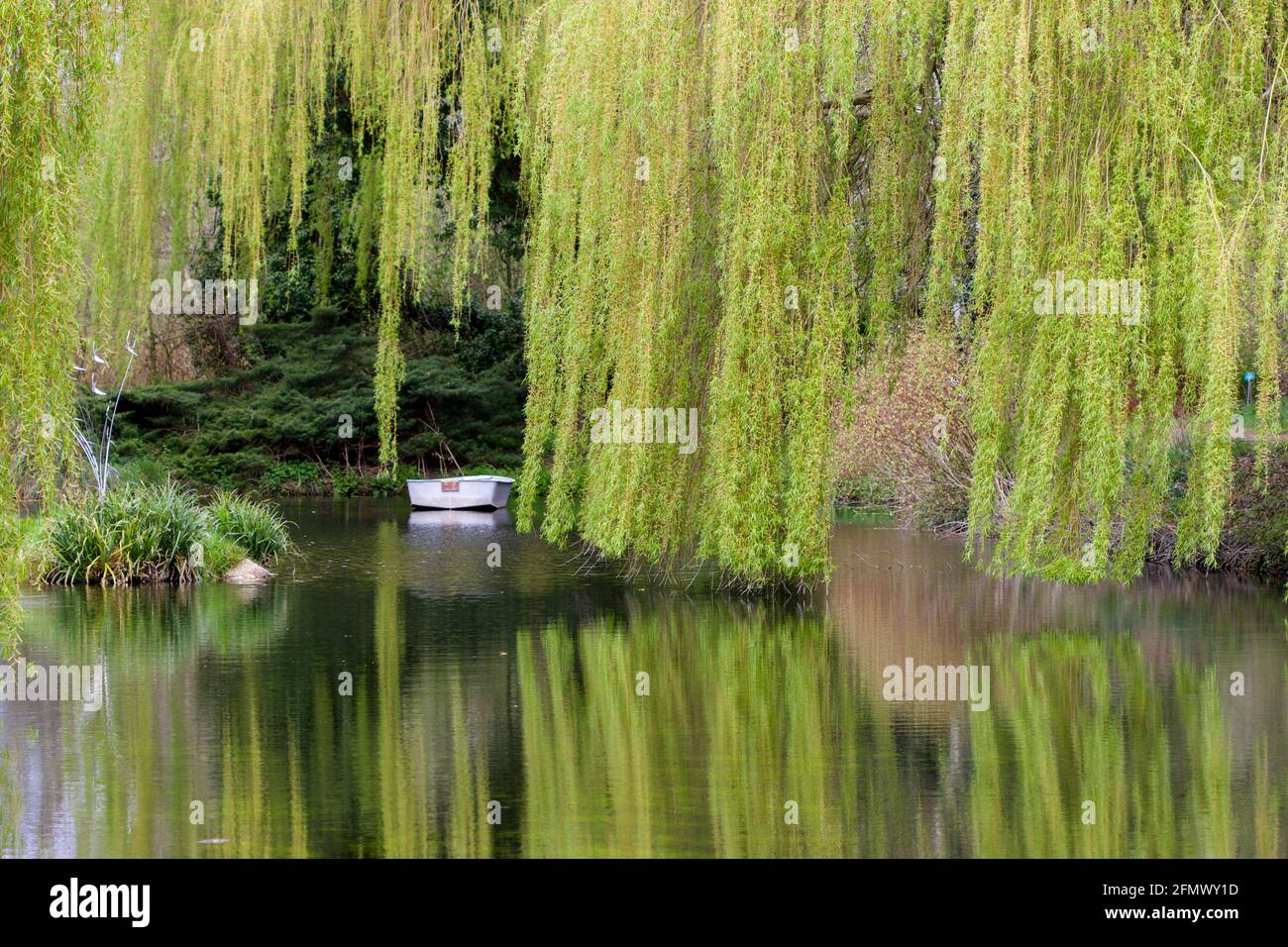 Weeping willow water reflections and a floating boat Stock Photo - Alamy