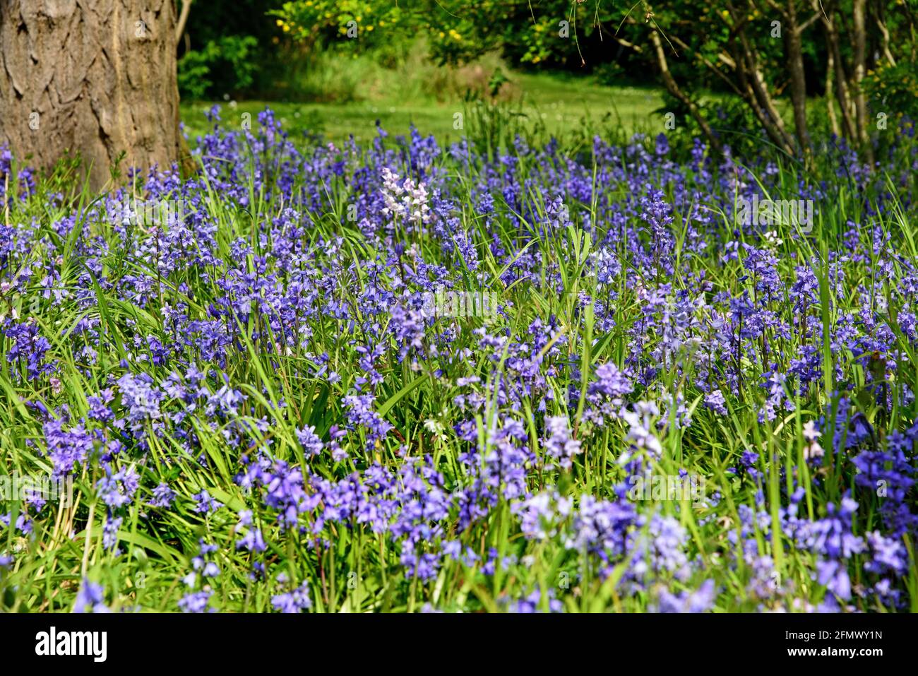 Trees april spring ireland hi-res stock photography and images - Alamy