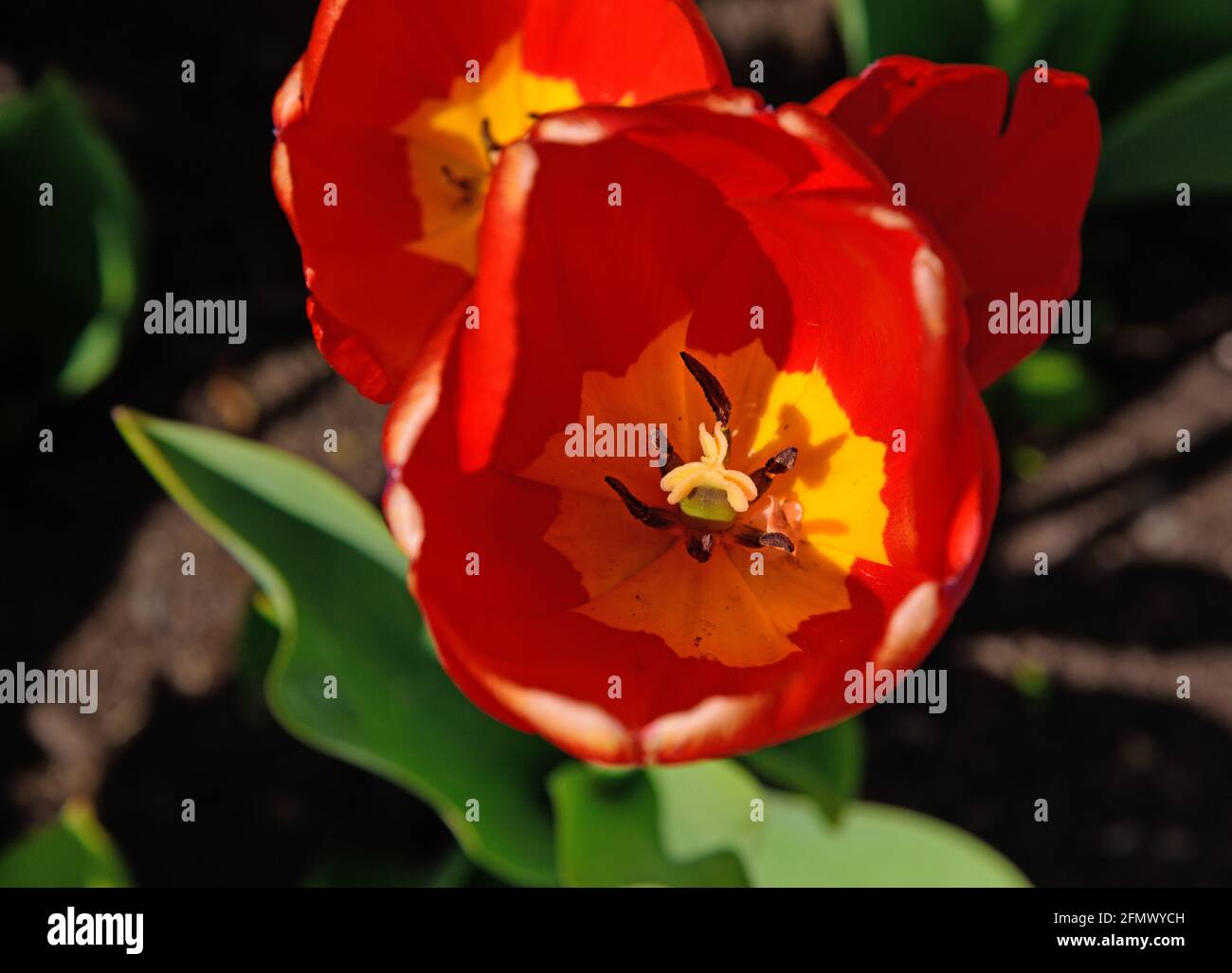 Top view tulips colorful hi-res stock photography and images - Alamy