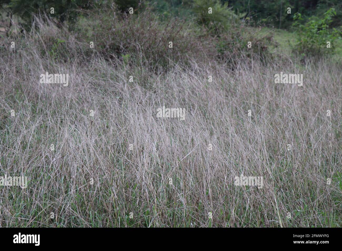 Abandoned agriculture land with dry reeds grown to great heights. Tall ...