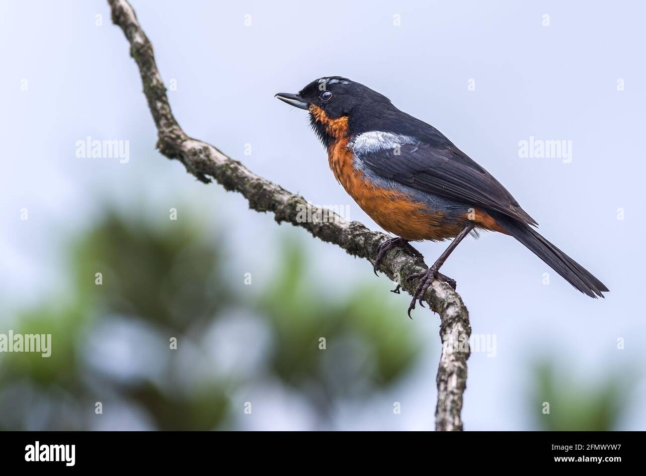 Amazonian cinnamon hi-res stock photography and images - Alamy