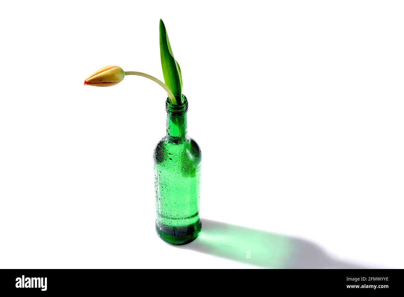 aroma, flower, fresh, open, reflection, stil life, spring, tulips ...