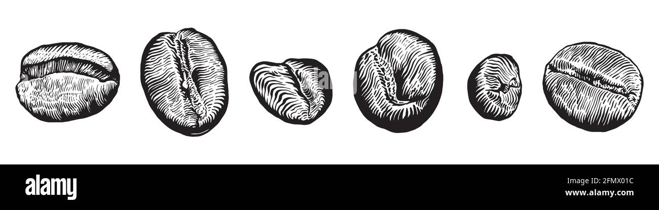 painted coffee beans, illustration sketch, vector drawing, perfect ...