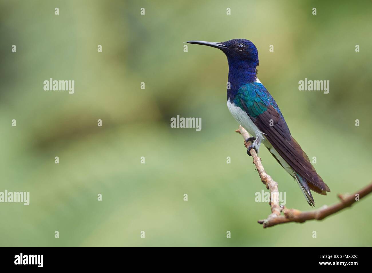 Hummingbirds venezuela hi-res stock photography and images - Alamy