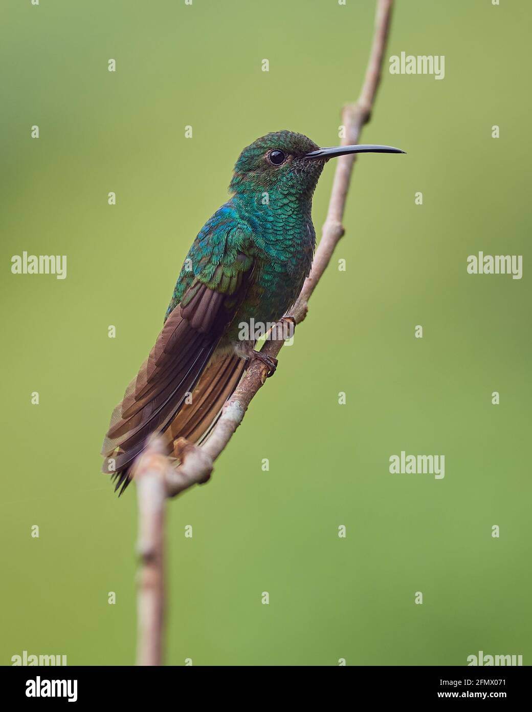 Hummingbirds venezuela hi-res stock photography and images - Alamy