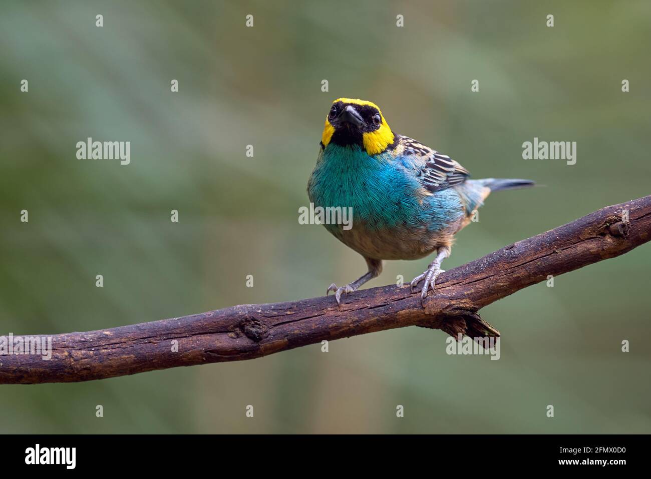 Cali fauna hi-res stock photography and images - Alamy