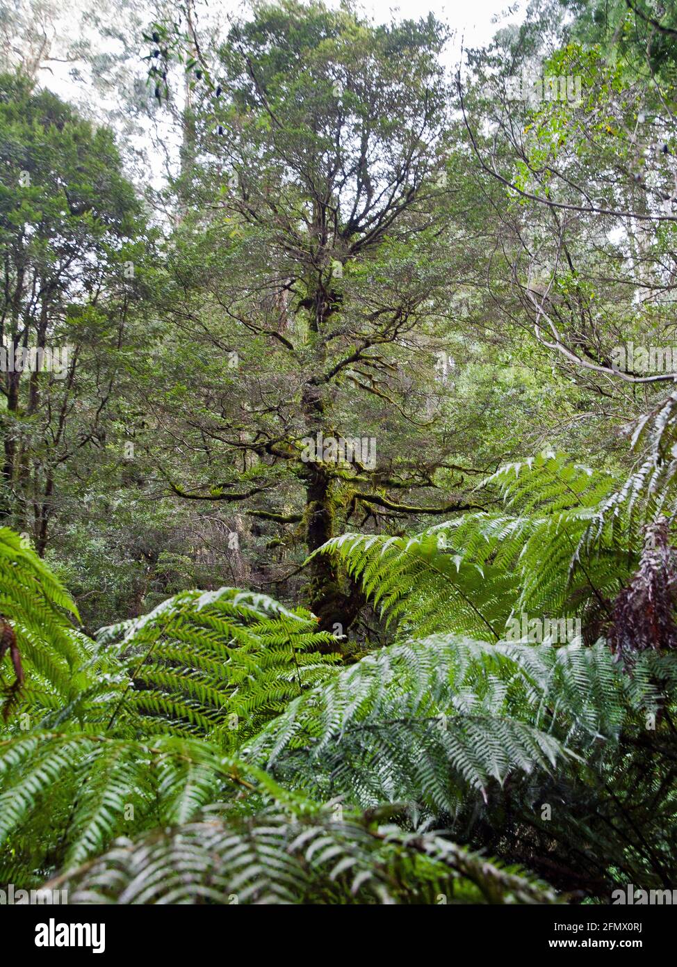 Myrtle Beech (Nothofagus cunninghamii) and tree ferns (Dicksonia ...