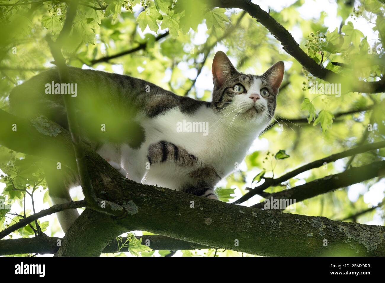 Cat walks high in a tree over a thick branch between the foliage and ...
