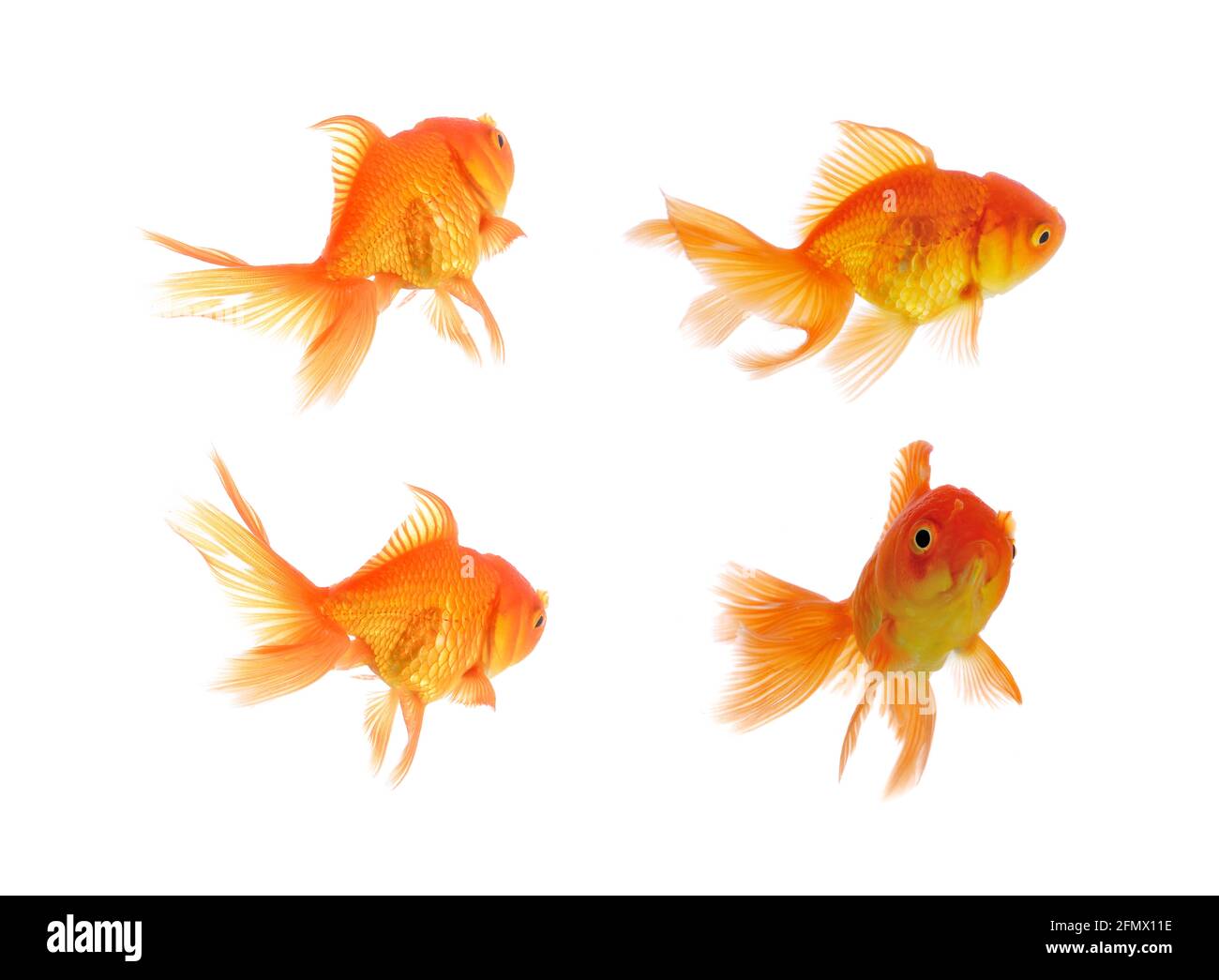 goldfish isolated on white background Stock Photo - Alamy