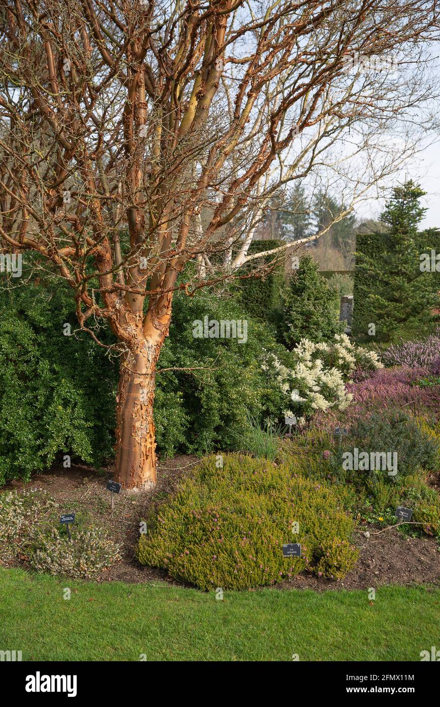 Acer Griseum the paperbark japanese maple tree Stock Photo - Alamy