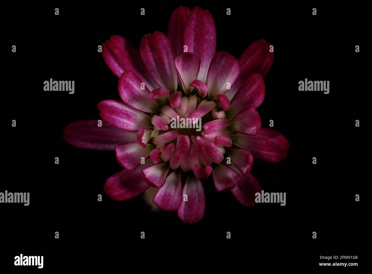 Margarite flowers hi-res stock photography and images - Alamy
