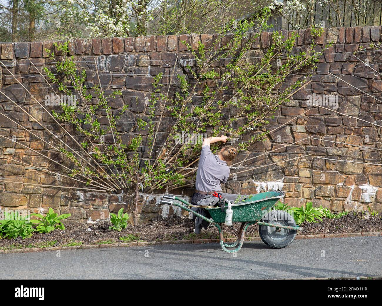 Gardener pruning fan shaped pear tree Stock Photo - Alamy
