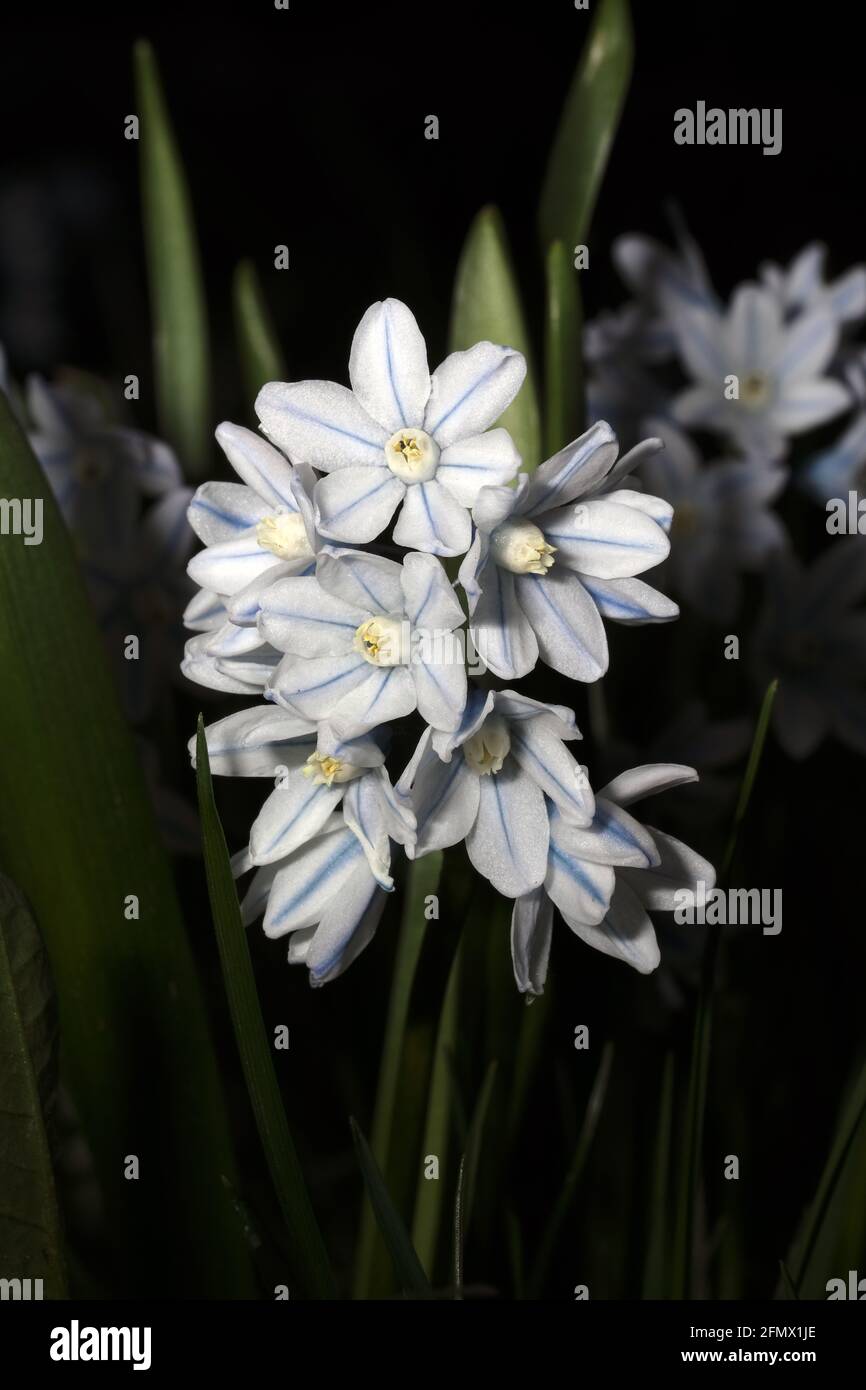 Bluestars hi-res stock photography and images - Alamy