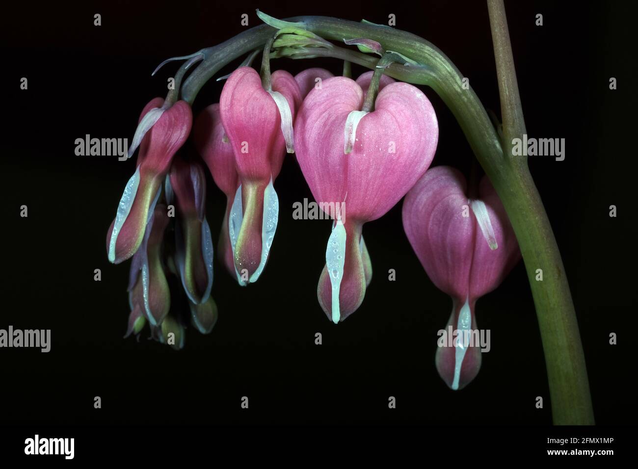 Focus on forderground hi-res stock photography and images - Alamy