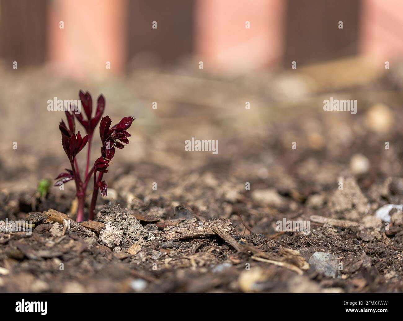 Spring shoots of the peony sarah bernhardt Stock Photo - Alamy