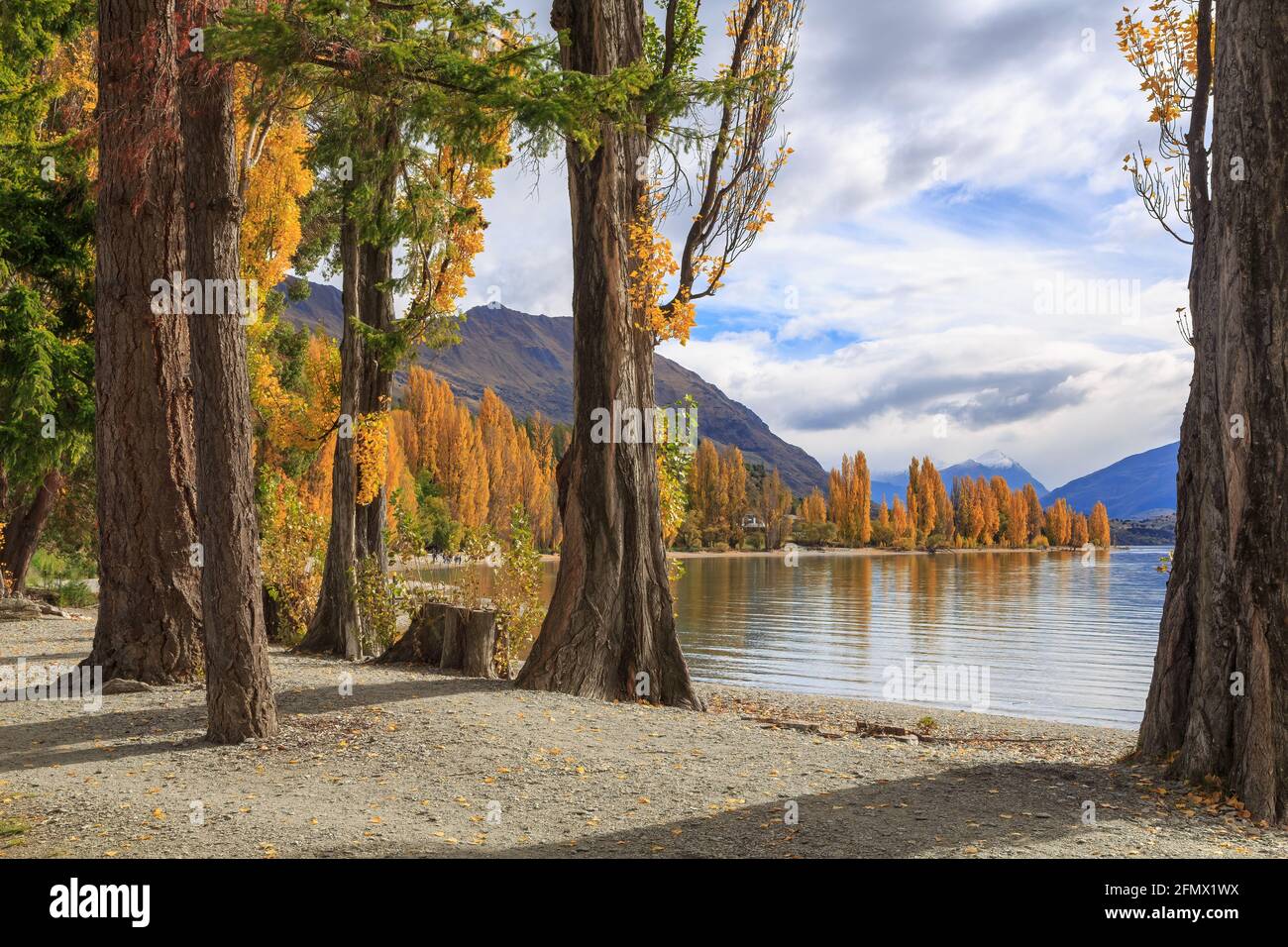 Poplar trees leaves hi-res stock photography and images - Alamy