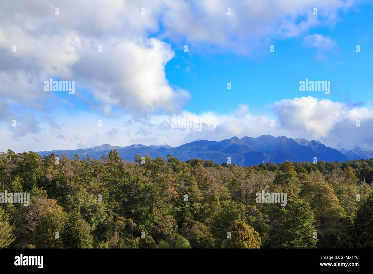 Native trees nz hi-res stock photography and images - Alamy