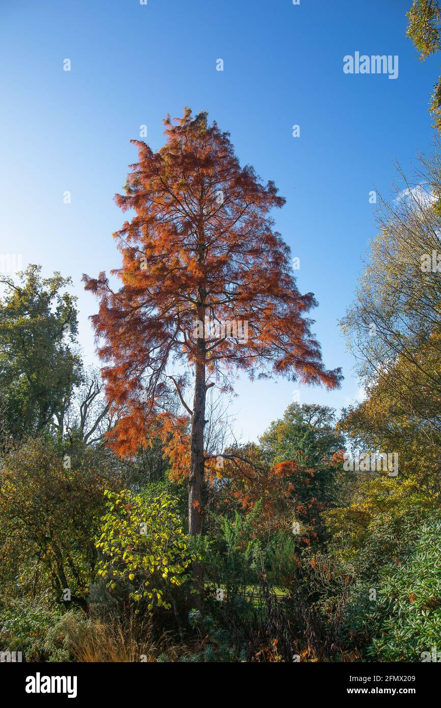 Pinus Engelmannii or the apache pine Stock Photo - Alamy
