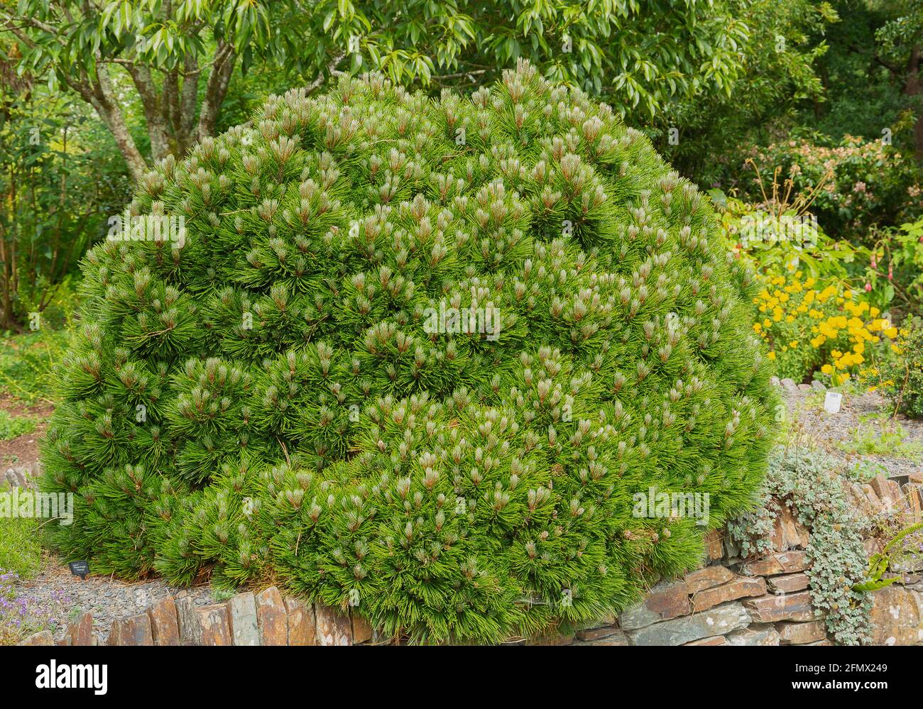 Pinus mugo humpy hi-res stock photography and images - Alamy