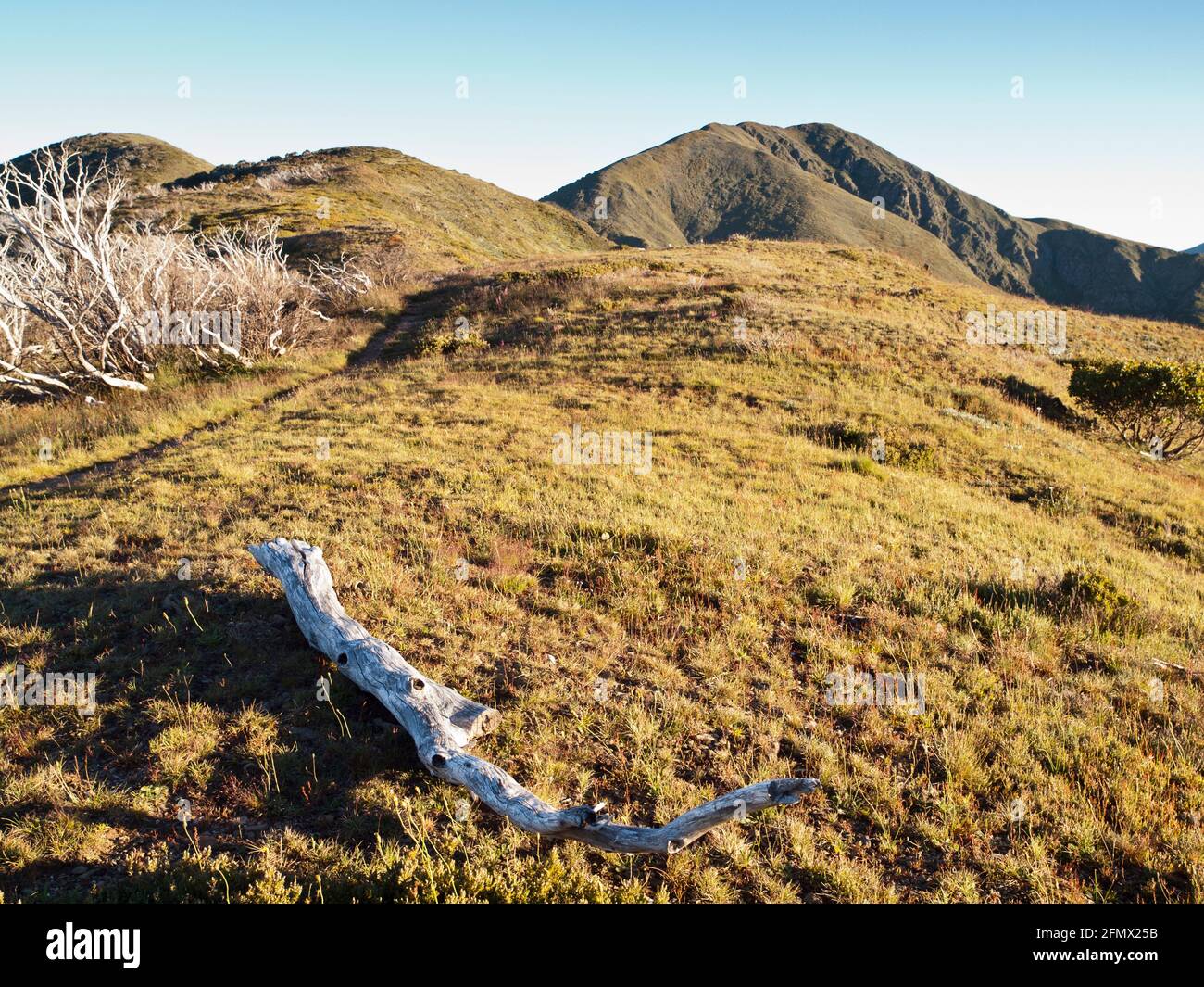 Mt Feathertop (1922m), a bushwalkers favourite, from the Razorback in ...