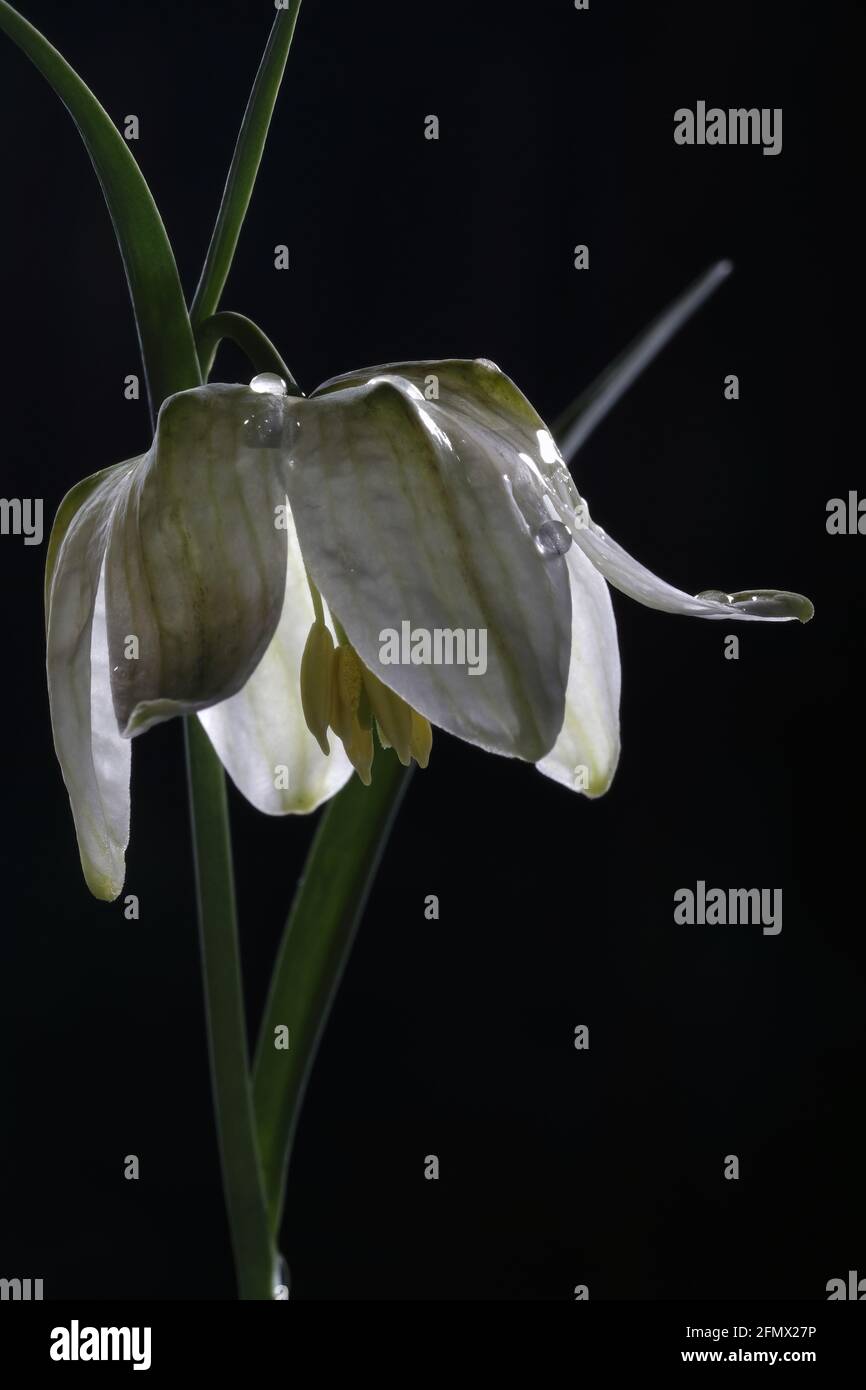 checkered front shot Stock Photo - Alamy