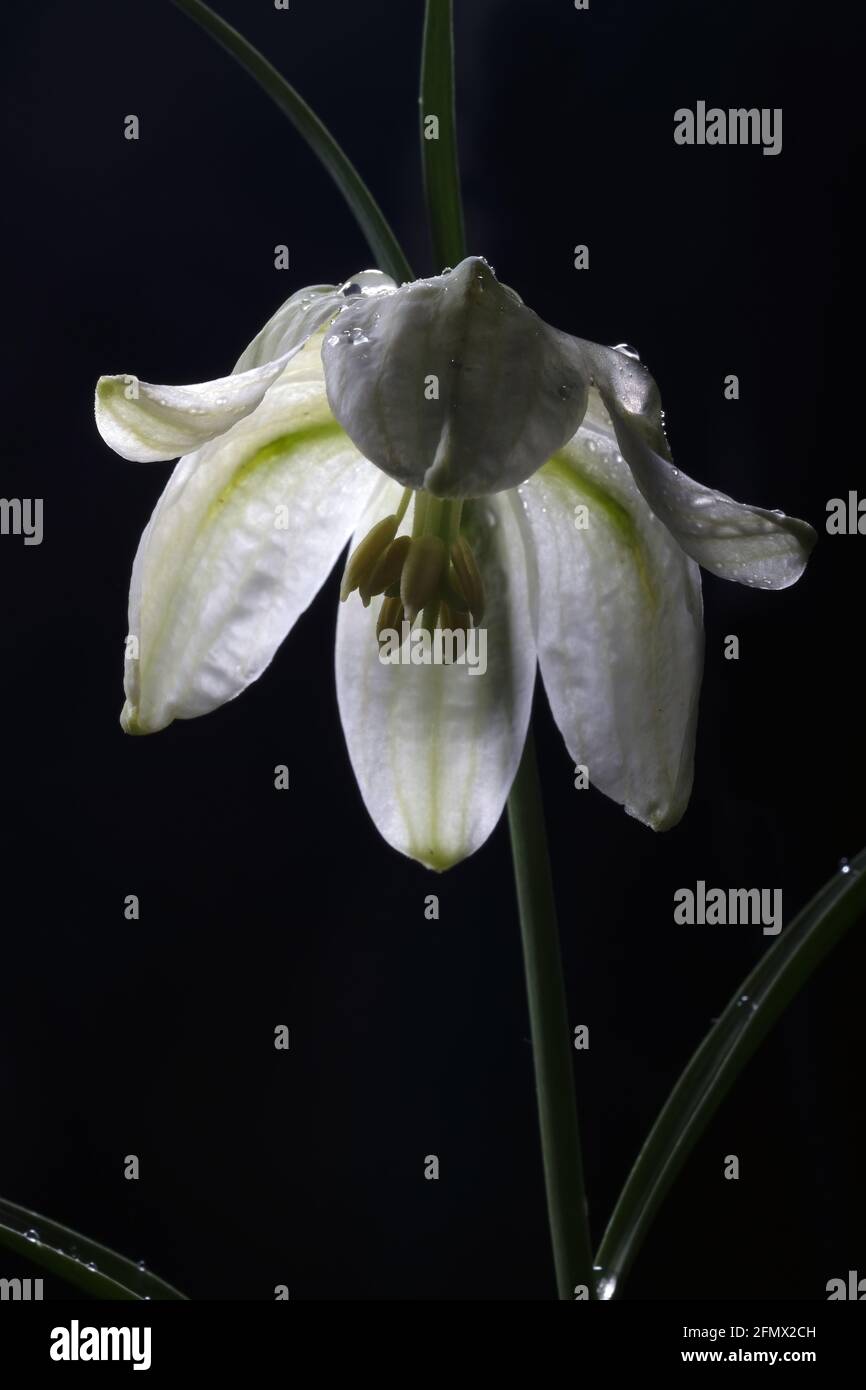 Checkered chequered hi-res stock photography and images - Alamy