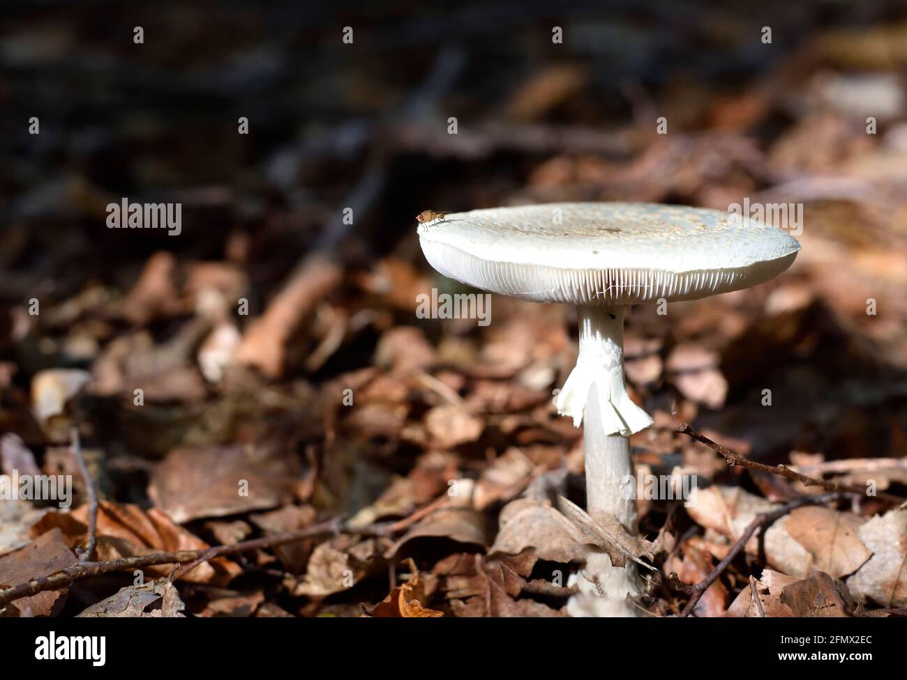 death cap in a forest undergrowth Stock Photo - Alamy