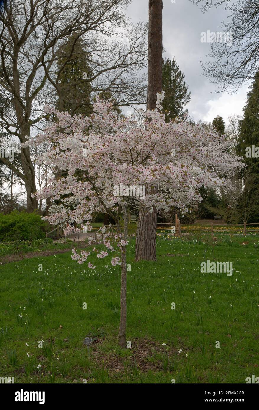 Prunus bride cherry tree hi-res stock photography and images - Alamy