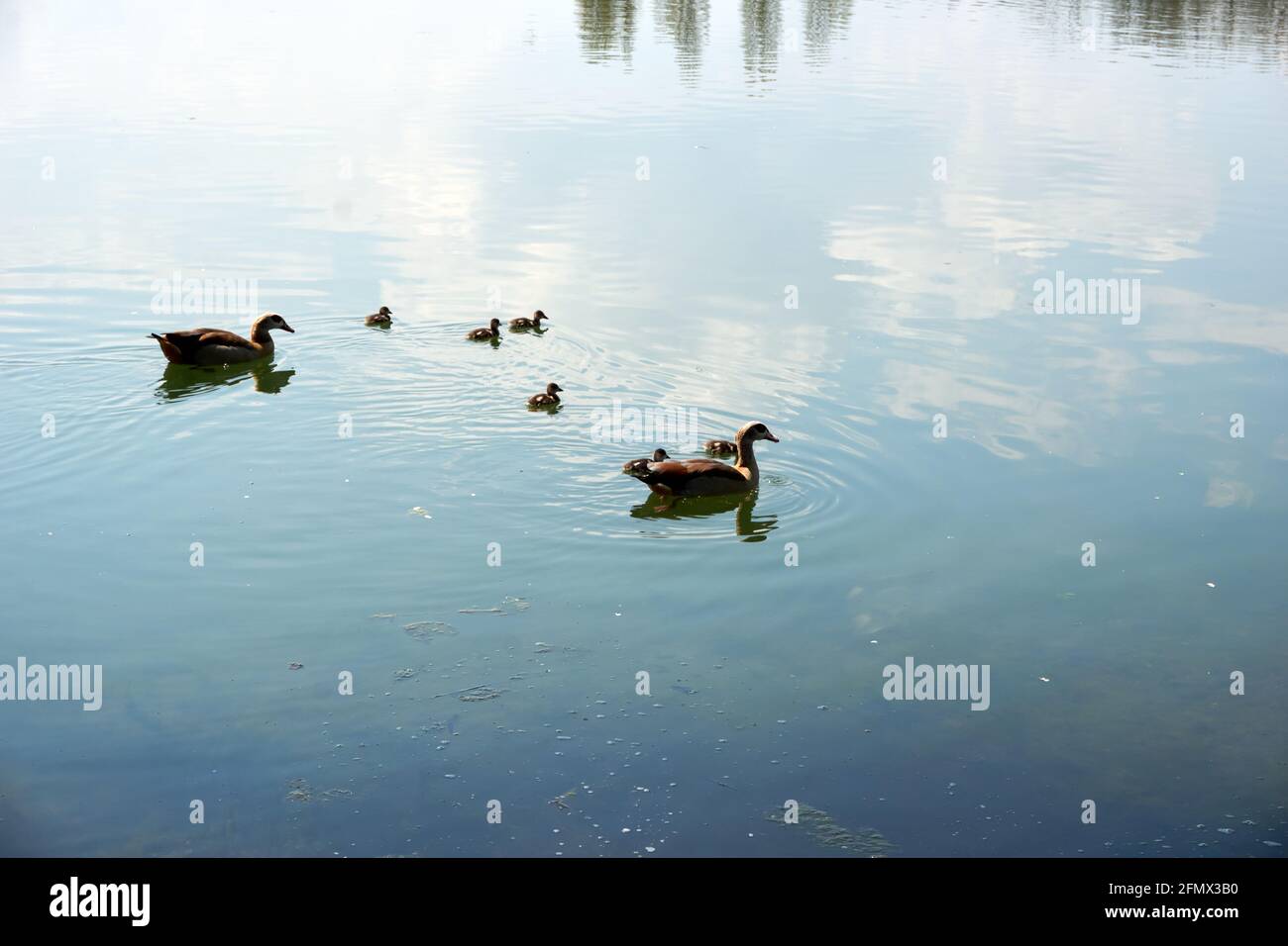 Cute family of Egyptian geese floating in the pond Stock Photo - Alamy