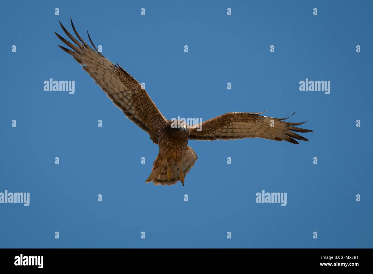 Swamp Harrier (Circus approximans), Perth, Western Australia Stock ...