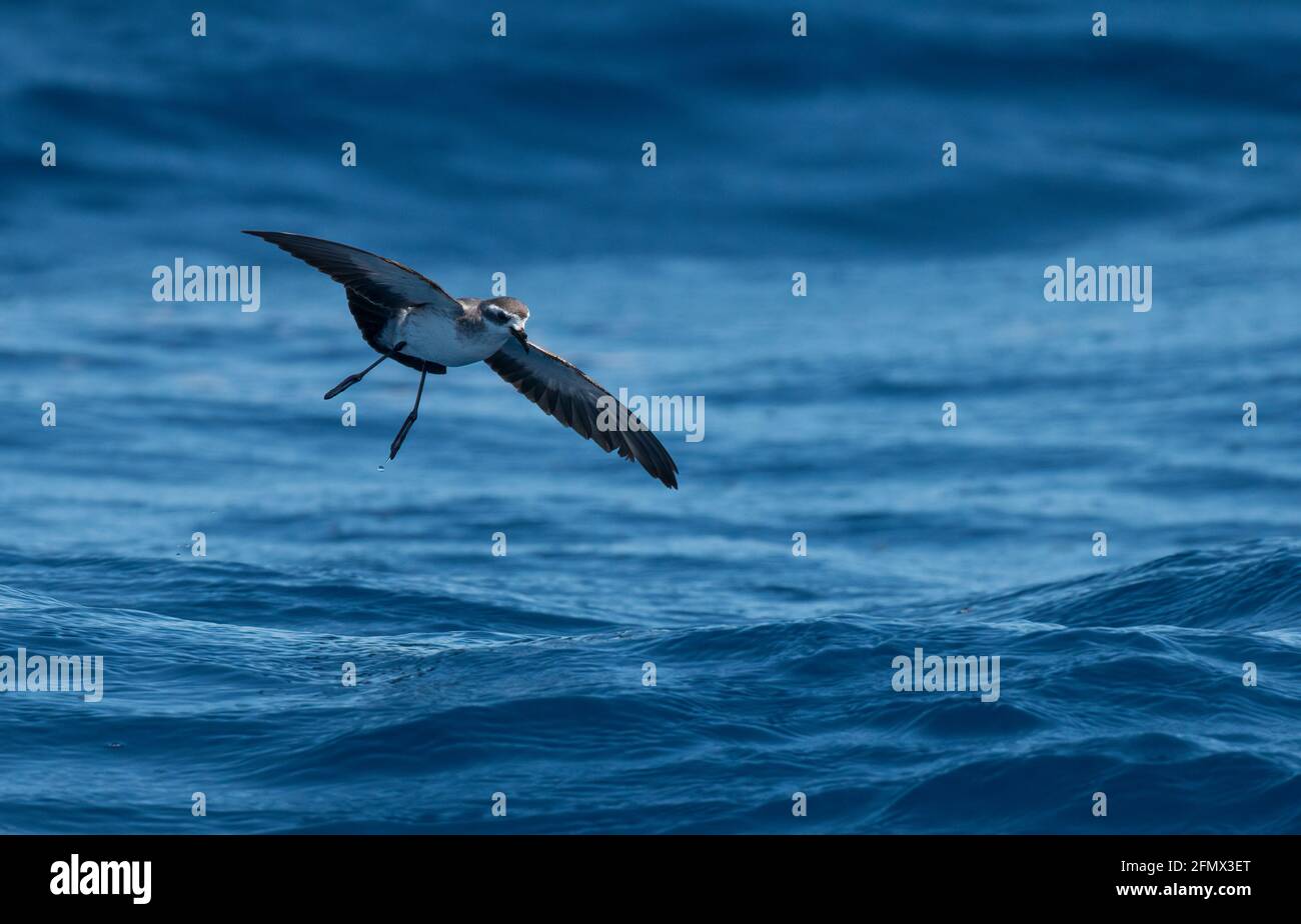 Perth canyon bird hi-res stock photography and images - Alamy