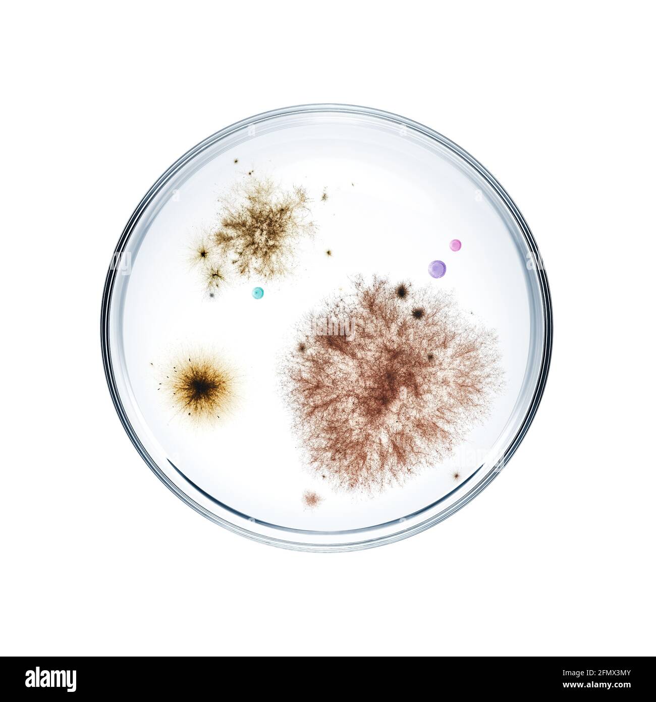 Different types of bacterial colonies in petri dish over white ...