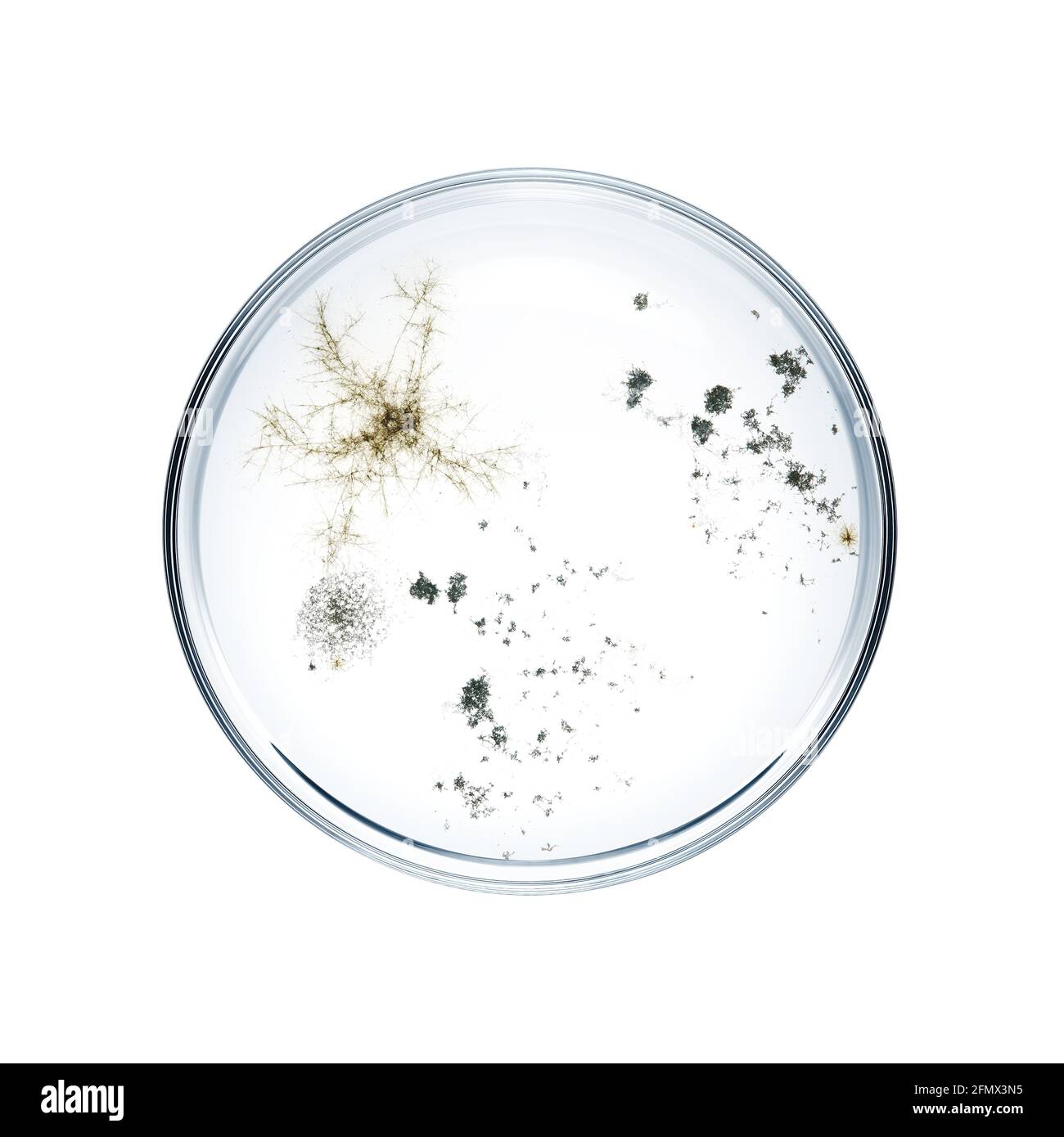 Bacteria in a Petri dish isolated on white background Stock Photo - Alamy