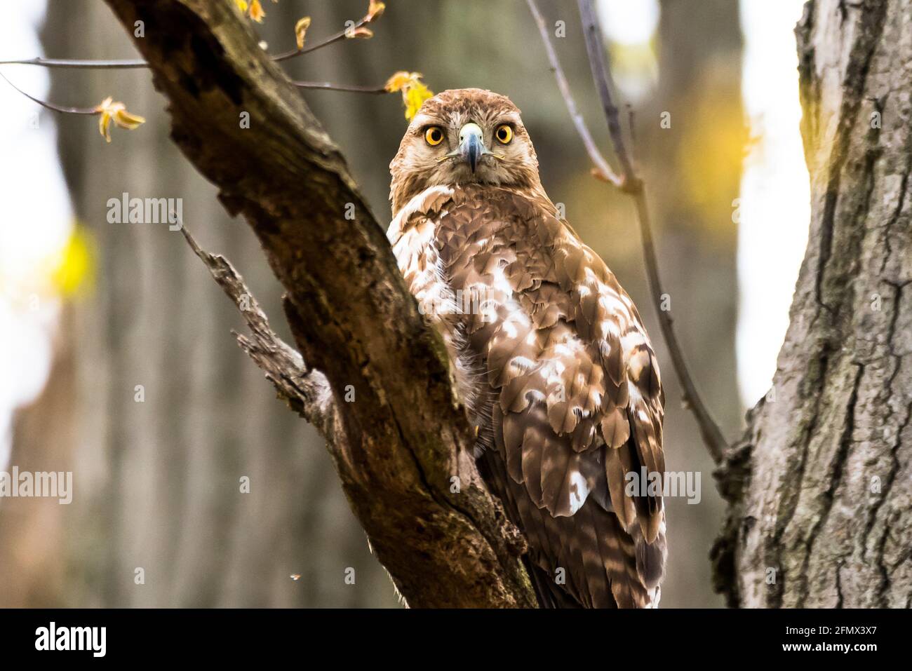 Red tailed hawk looking at camera hi-res stock photography and images ...