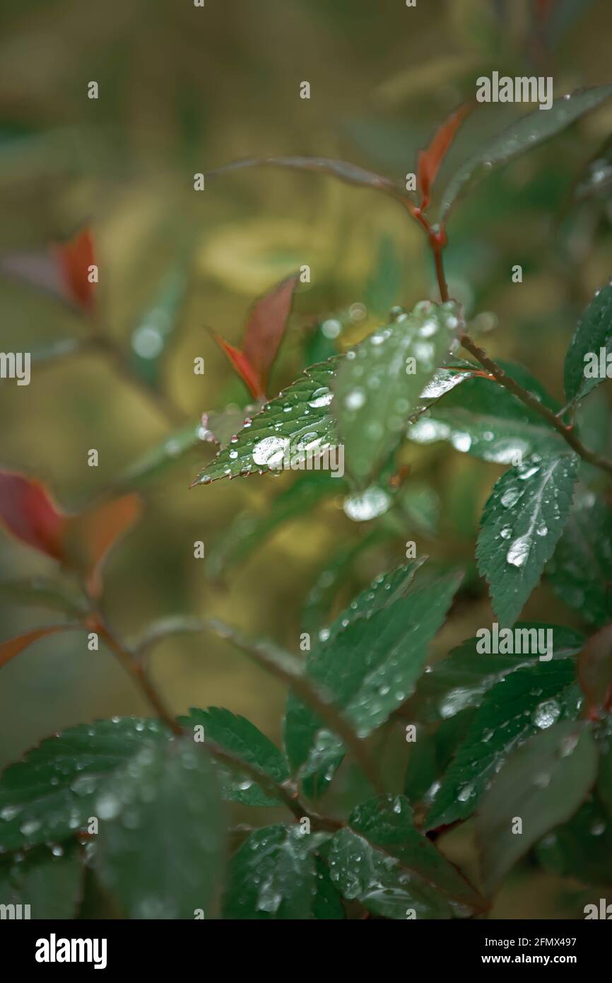 Closeup nature photos Stock Photo - Alamy