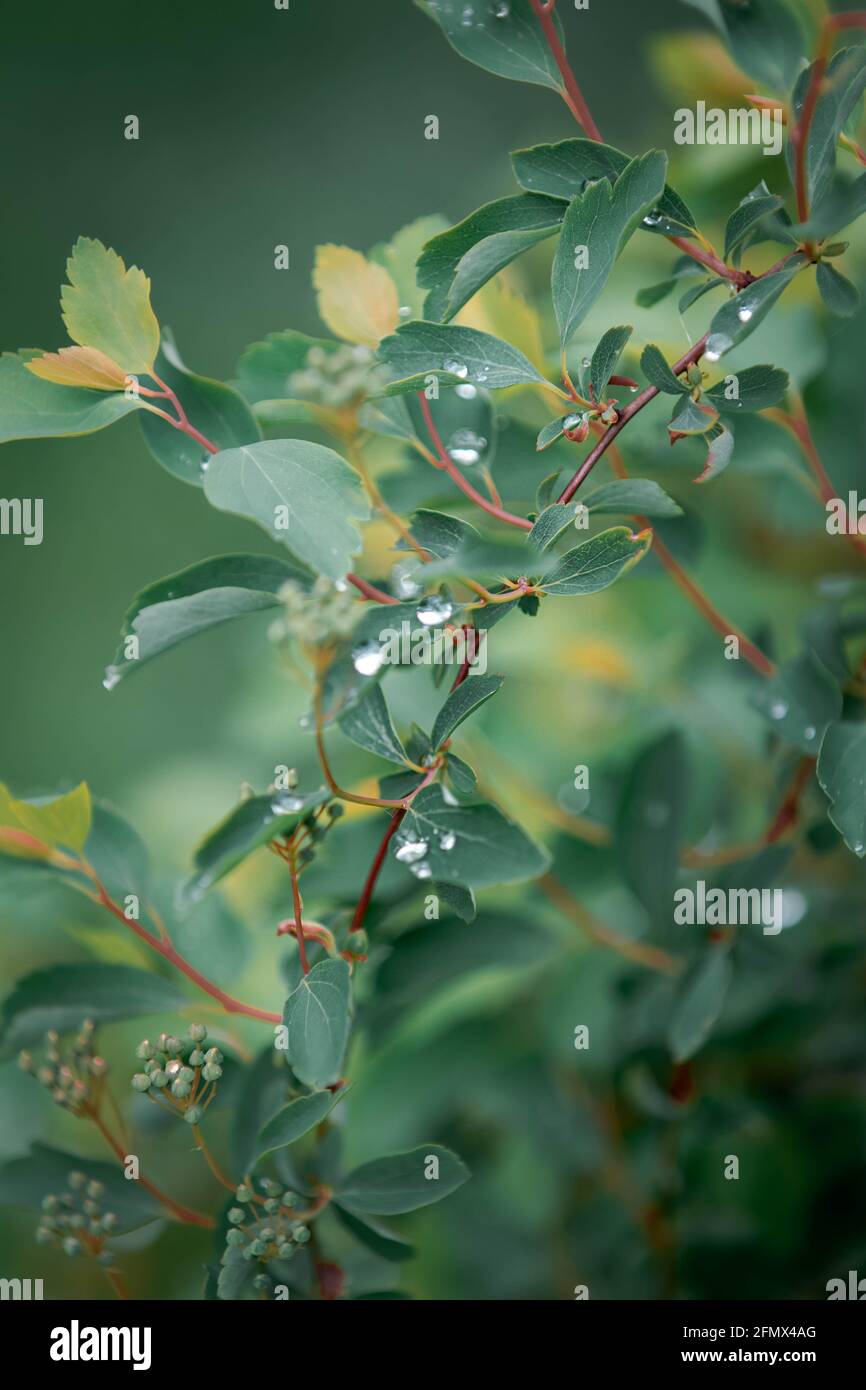 Closeup nature photos Stock Photo - Alamy