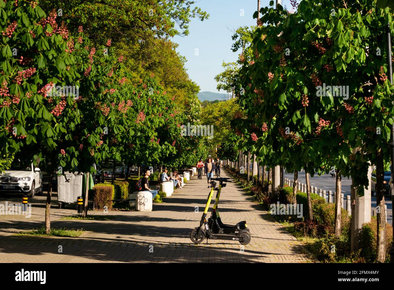 Ruby Red Horse Chestnut Tree