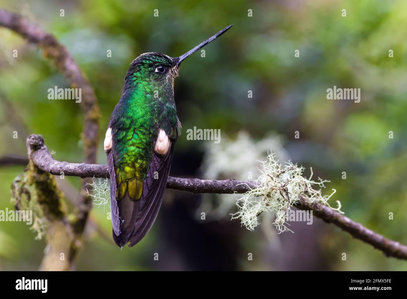 Green back nectar birds hi-res stock photography and images - Alamy