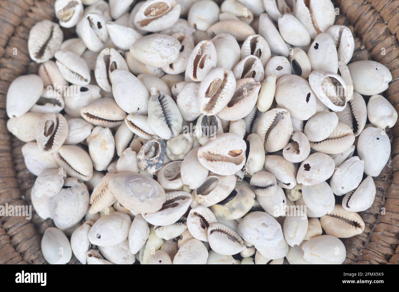 Cowries hi-res stock photography and images - Alamy