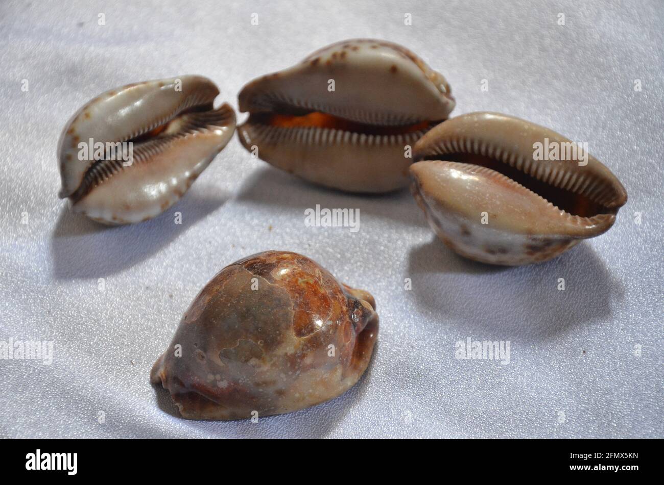 Cowries hi-res stock photography and images - Alamy