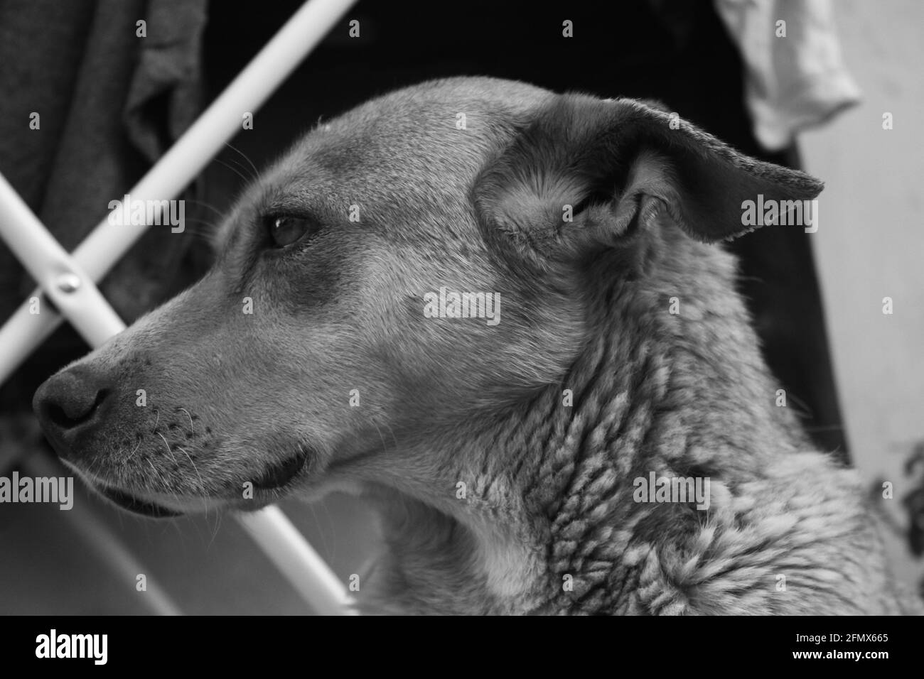 Mongrel breed Black and White Stock Photos & Images - Alamy
