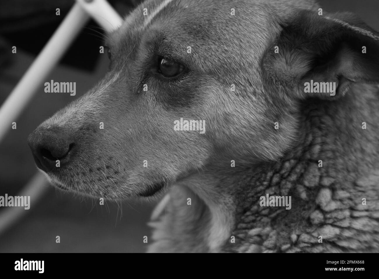 Mongrel breed Black and White Stock Photos & Images - Alamy