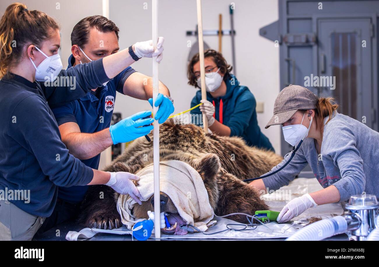 Left two bears hi-res stock photography and images - Alamy