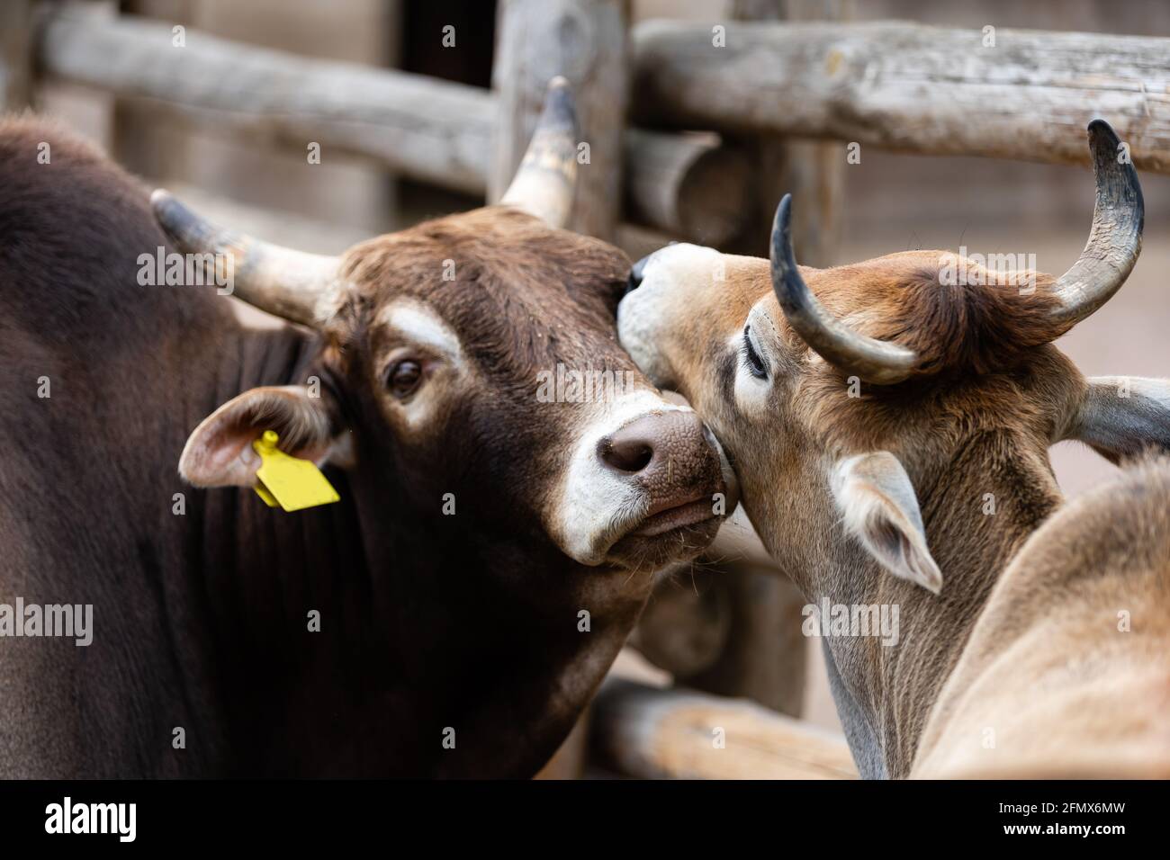 cow and bull hug in the camp Stock Photo - Alamy